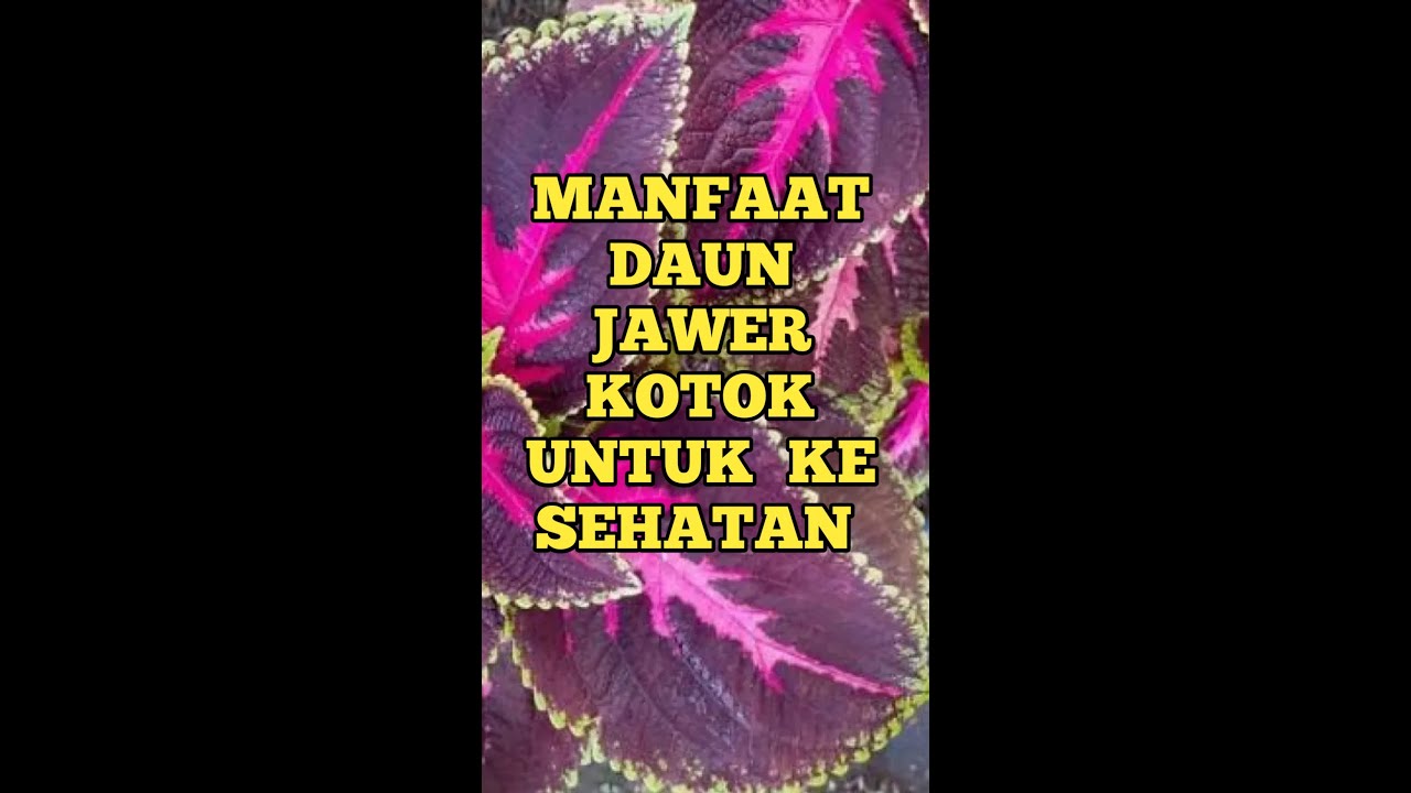 manfaat tumbuhan jawer kotok untuk kesehatan - YouTube