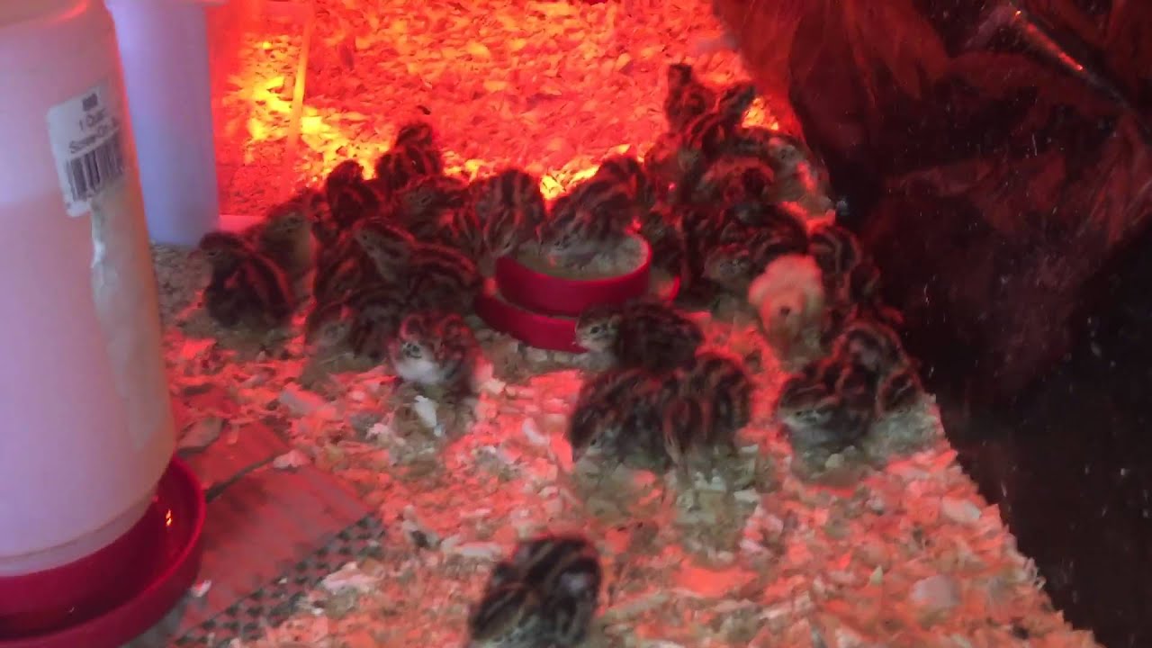 Quail homestead hatch day - YouTube