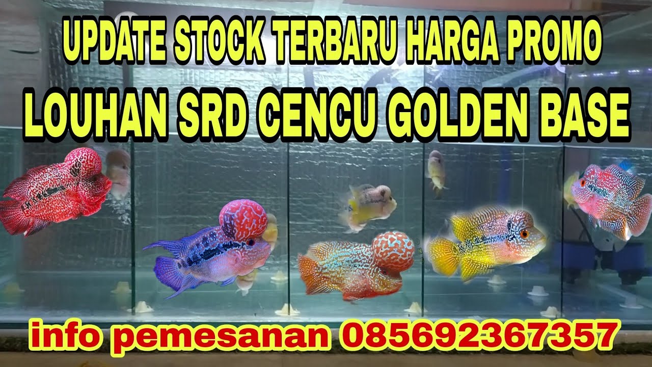 PROMO TERBARU LOUHAN SRD CENCU GOLDEN BASE SPESIAL AGUSTUS HARGA ...