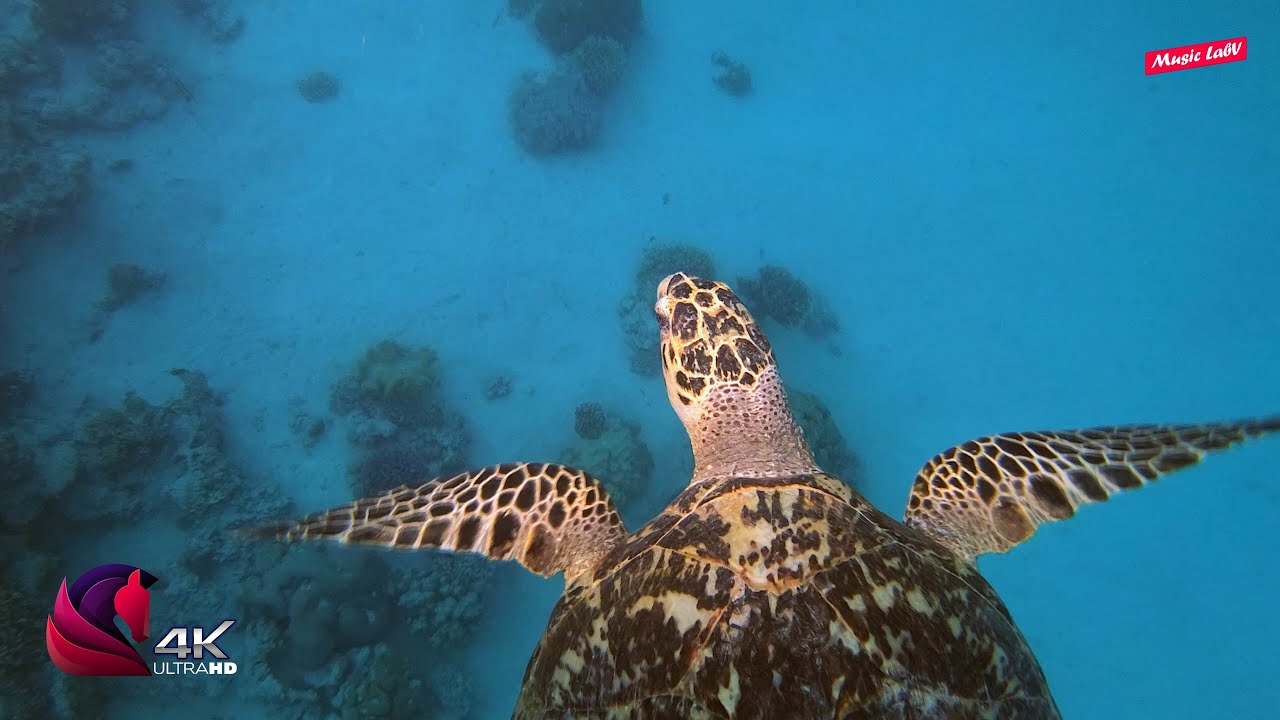 Sea turtle paradise in 4k film | Relaxation music + calming music - YouTube