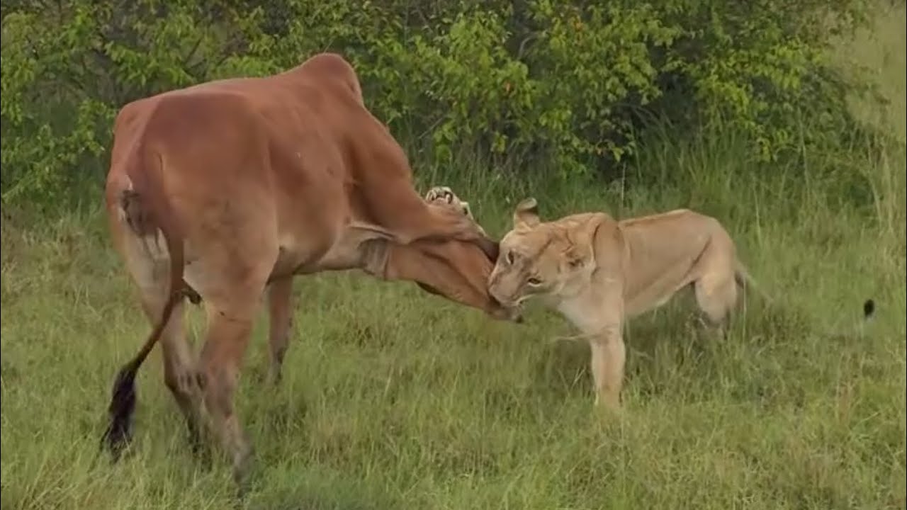 lioness attack a cow in grassland video - YouTube