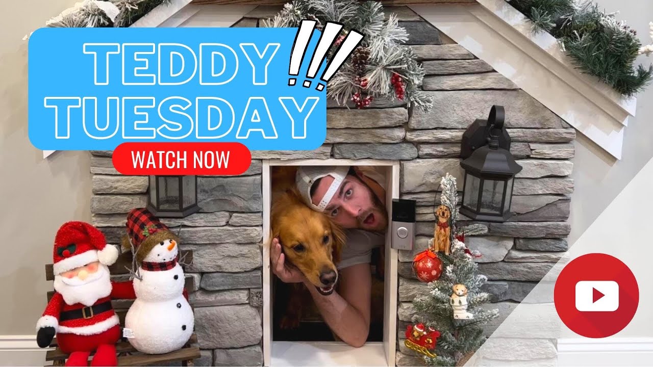 Teddy Tuesday! A day of the week dedicated entirely to my Golden ...