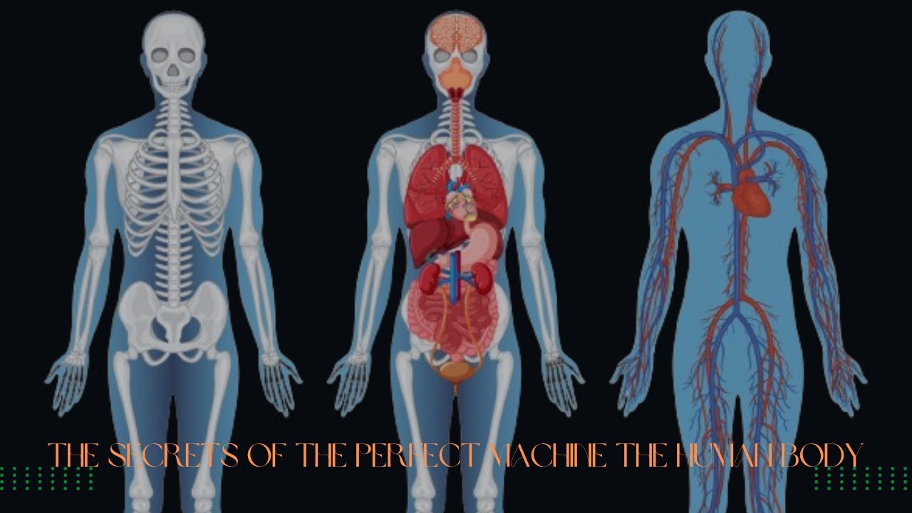 The Secrets of the Perfect Machine : The Human Body - YouTube
