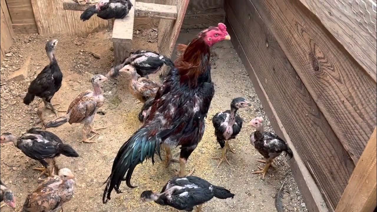 Update me nyuam qaib ej. Lau qaib cog FS - YouTube