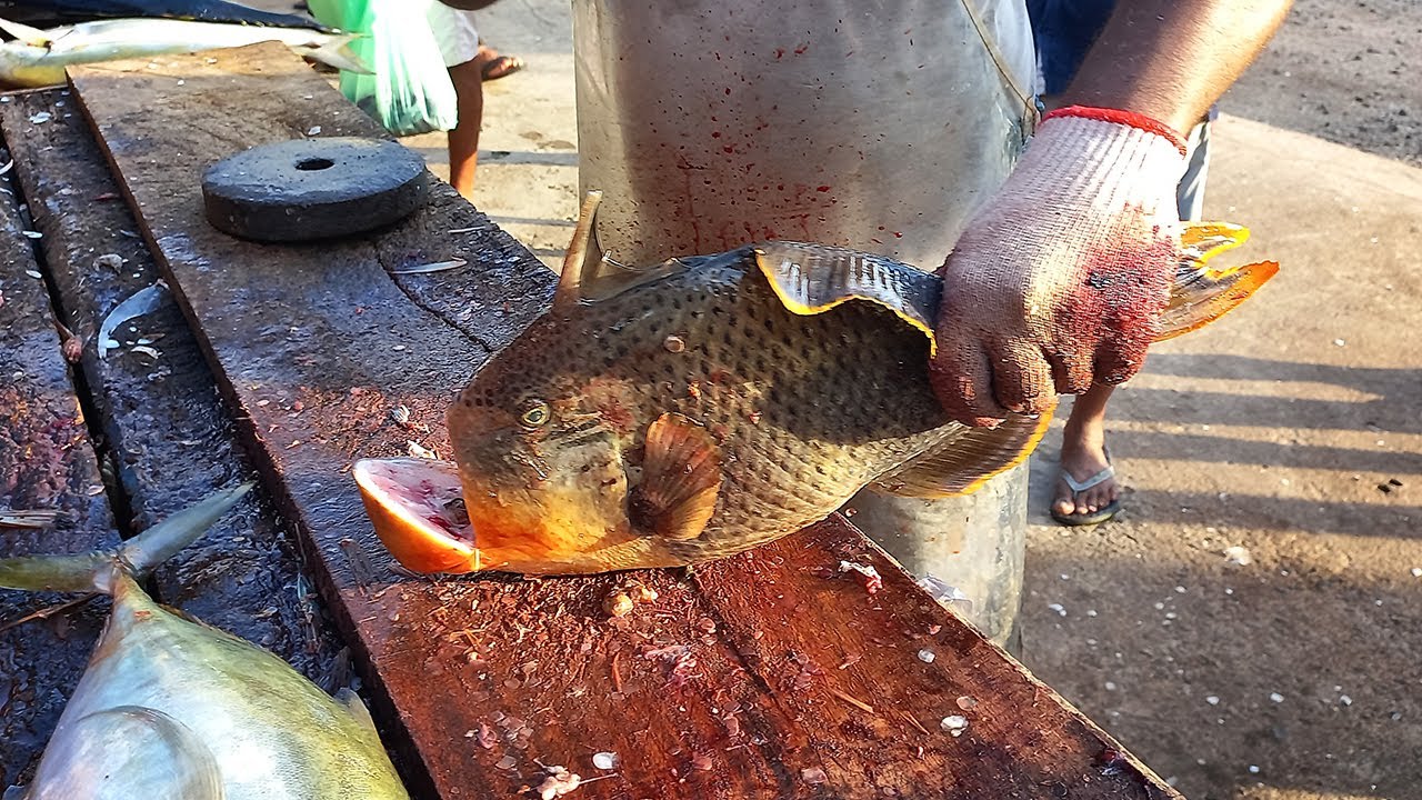 Alive Amazing TITAN TRIGGER FISH & Sea Chicken FISH CUTTING Fresh Fish ...