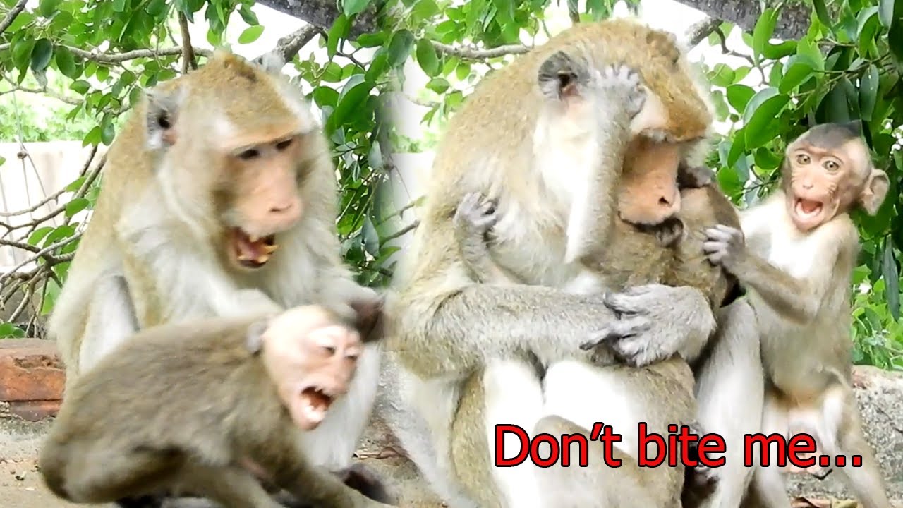 OMG Very sad & pity with little monkey got bite by king monkey that ...