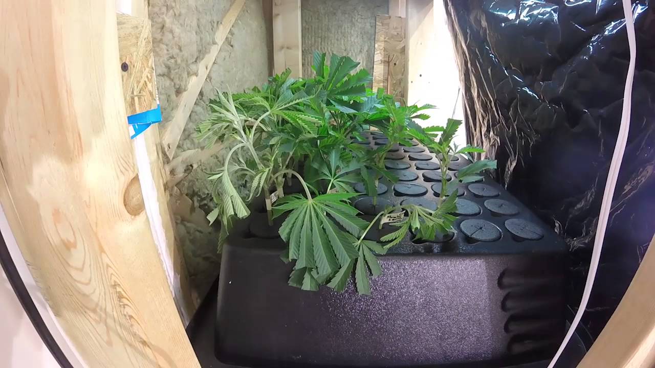Scrogging With The Scroger: Vertical Grow - YouTube
