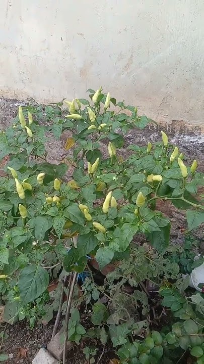 Mau panen cabe tapi masih ijo ijo guys - YouTube