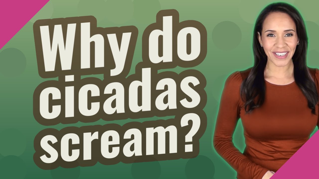 Why do cicadas scream? - YouTube