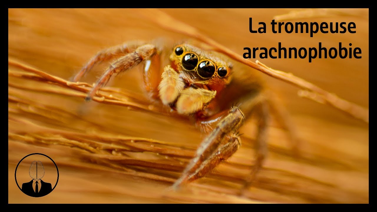 La trompeuse arachnophobie (épisode #191) - La Tête Dans Le Cerveau ...