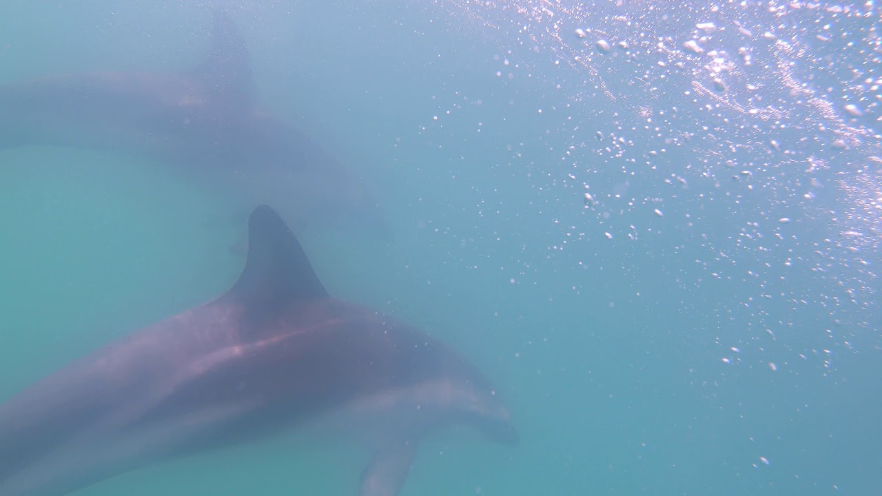 GoPro dolphin encounter - YouTube