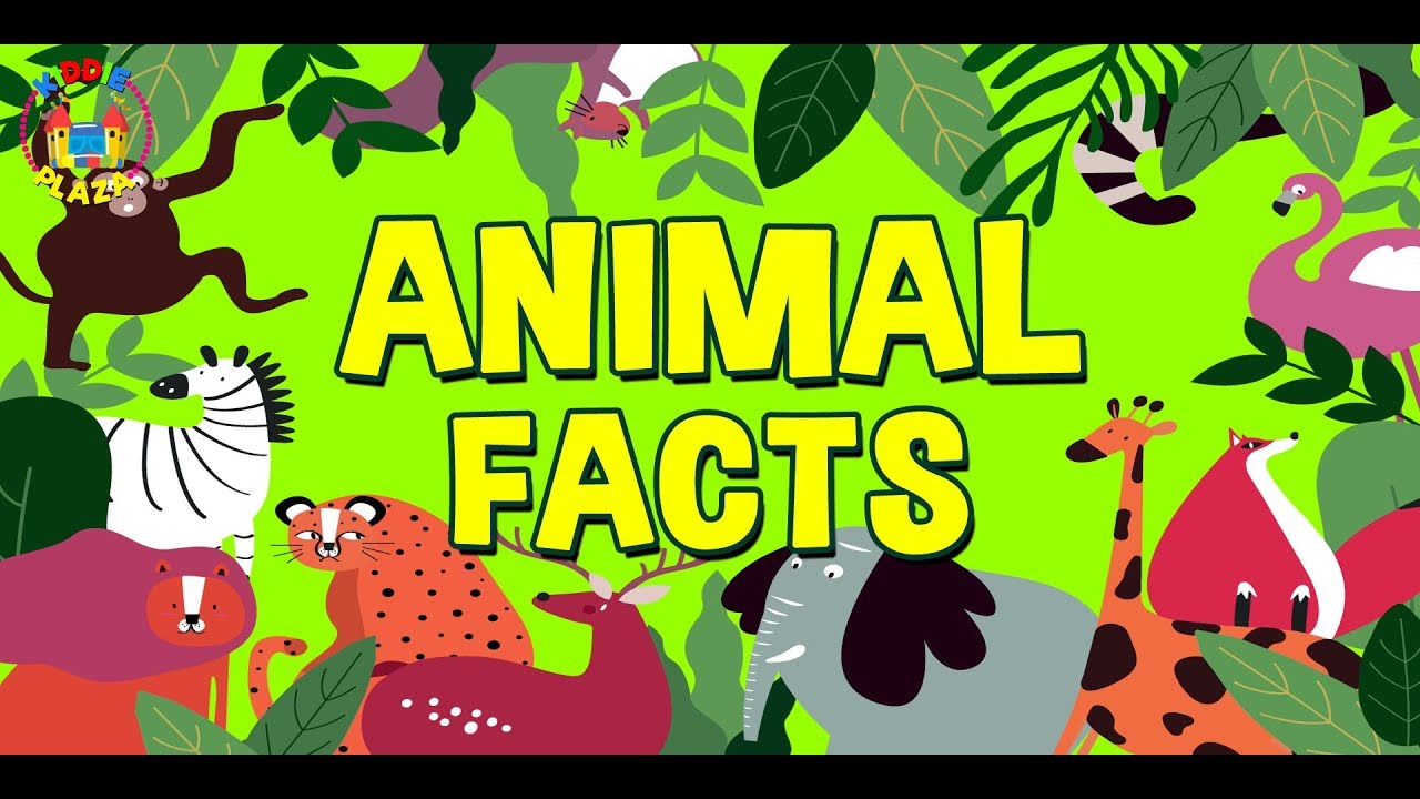 Animal Facts For Kids UNBELIEVABLE ANIMAL FACTS THAT ARE ACTUALLY TRUE YouTube animal-facts-for-kids-unbelievable-animal-facts-that-are-actually-true-youtube