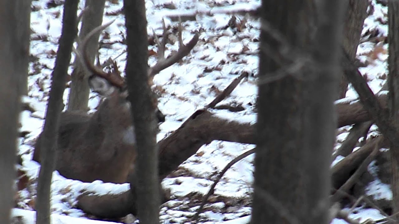 13 Point Split G2 Buck in Illinois - YouTube