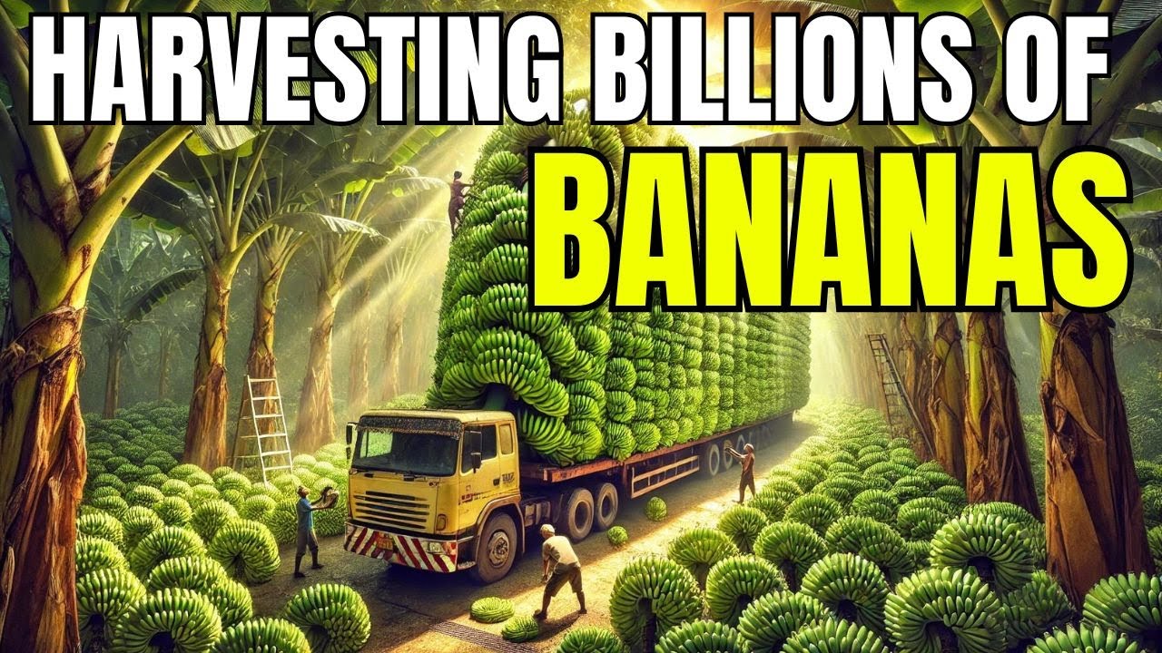 How They Harvested and Processed Billions of Bananas – You Won't ...