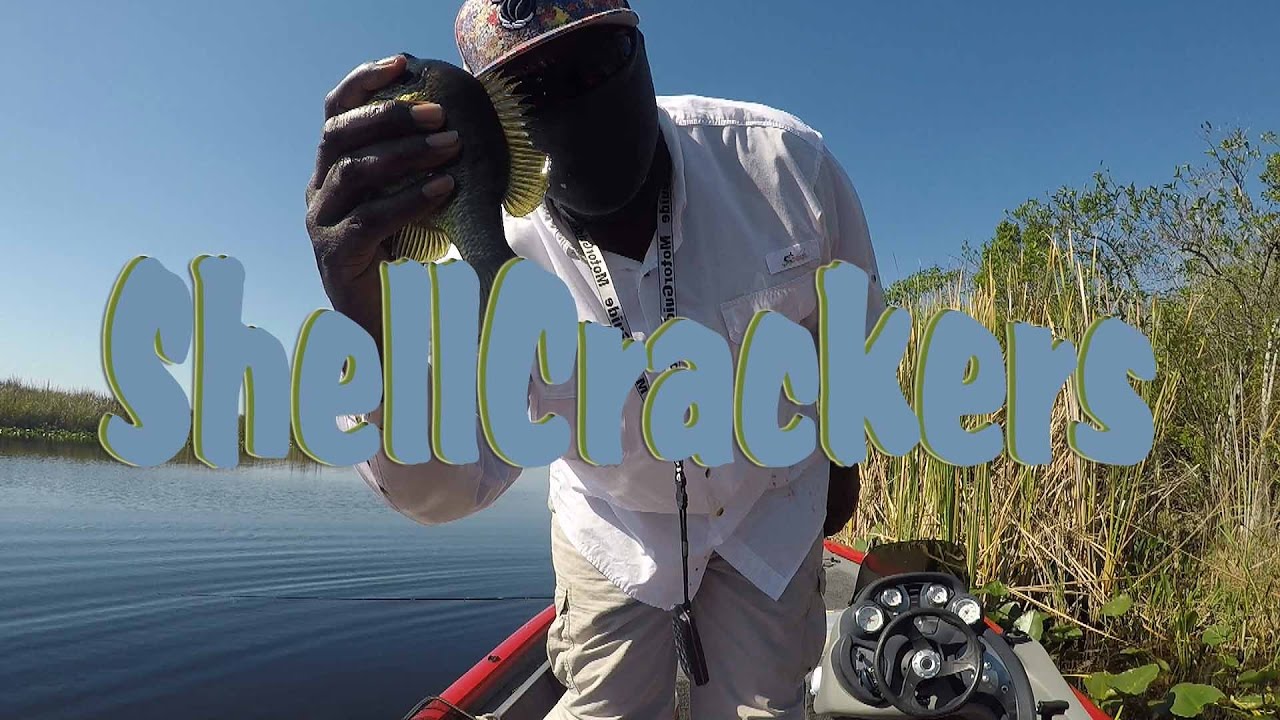 Shellcracker Fishing: Shellcrackers on 6lbs test - YouTube
