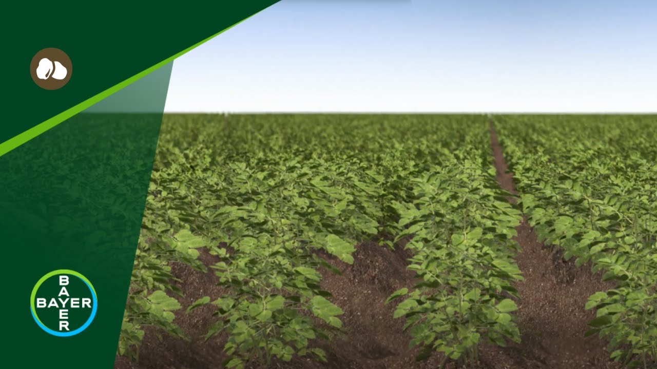 Fungicides: Velum® Prime – Meet the Nematode Detective - YouTube