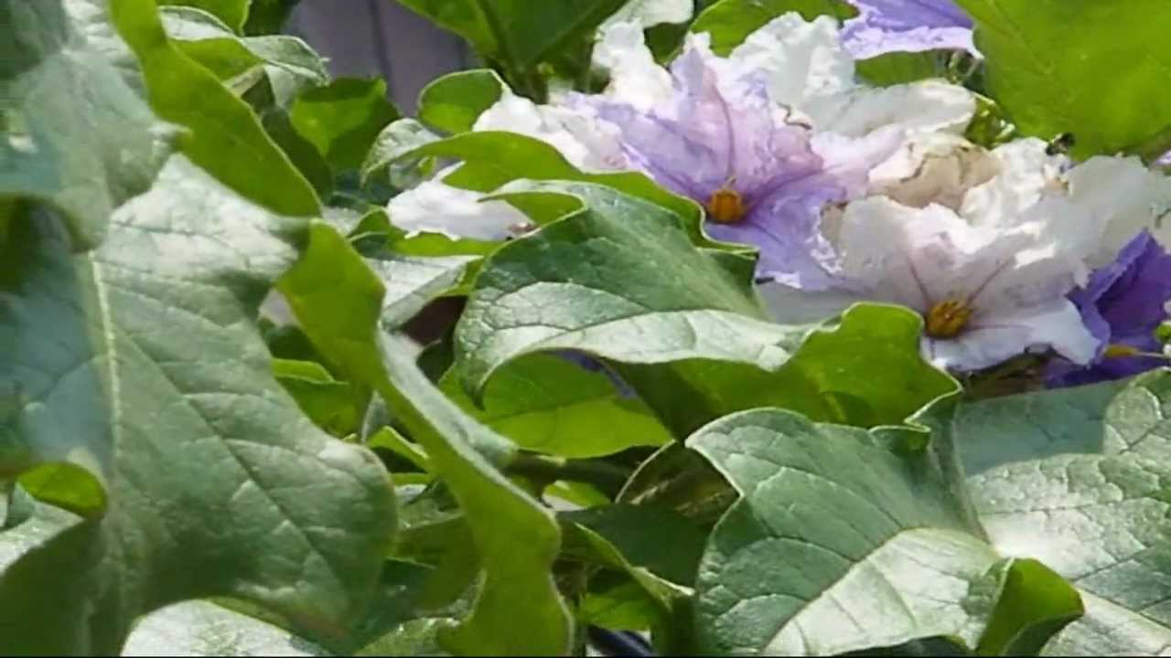 Giant Potato Tree - มะเขือต้น - YouTube