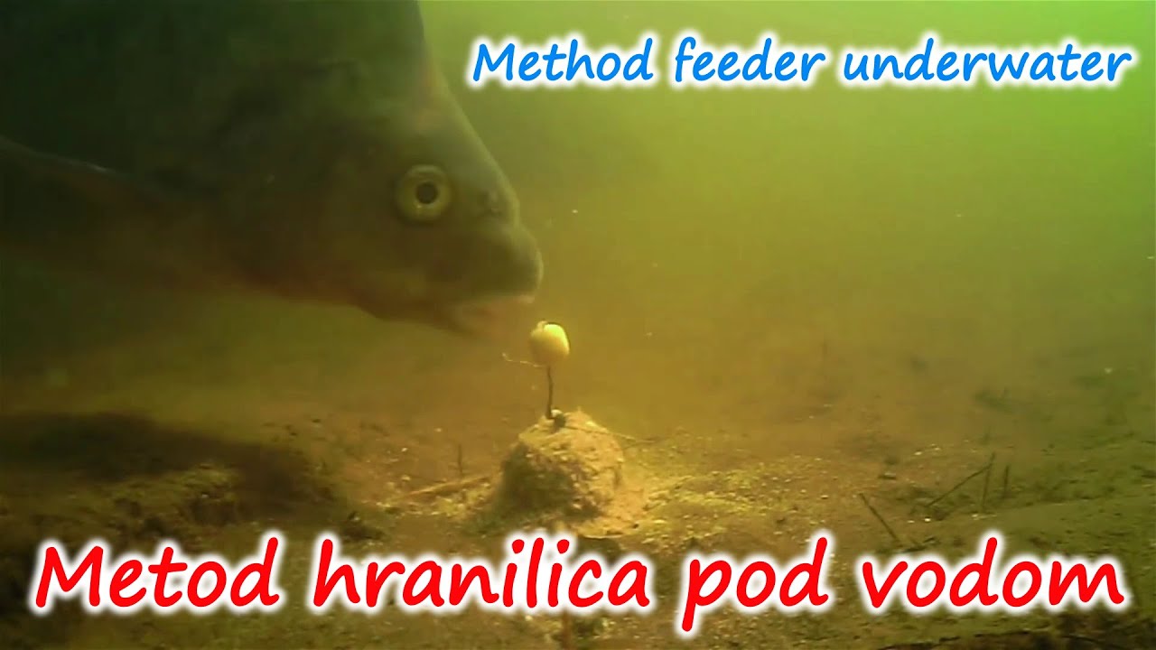 Metod hranilica pod vodom - Method feeder underwater - YouTube