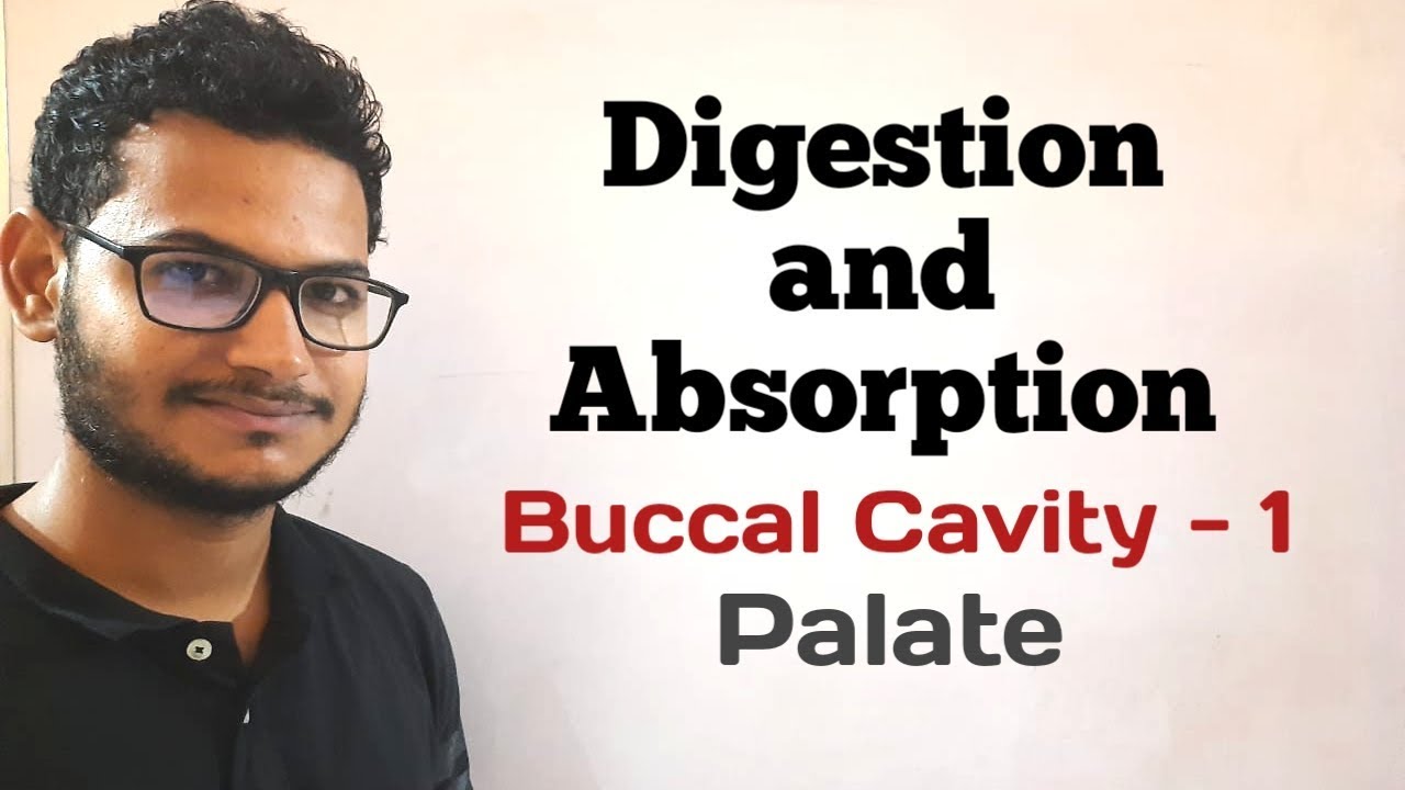 Digestion and Absorption, Buccal Cavity - 1 Palate - YouTube
