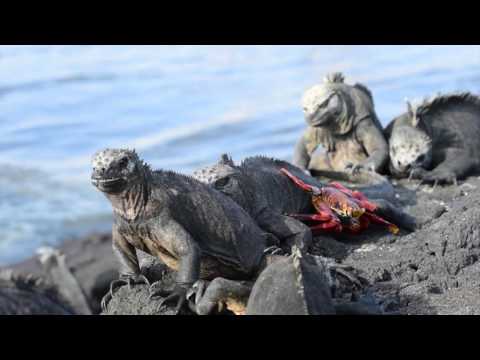 Galapagos Marine Iguana Facts