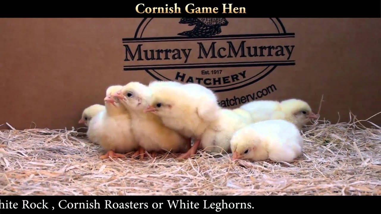Cornish Roaster Chicks - YouTube