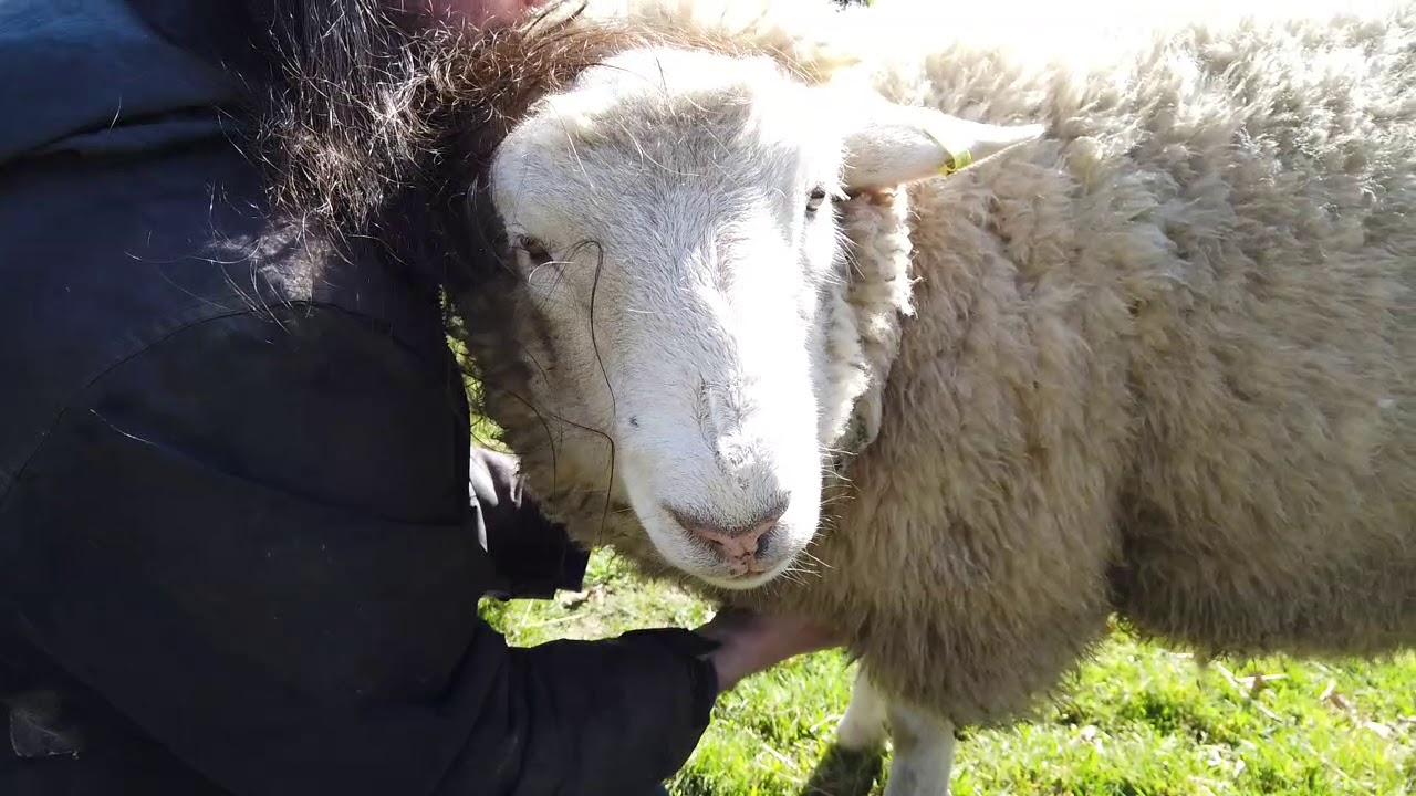 Early Spring, fluffy sheep - YouTube