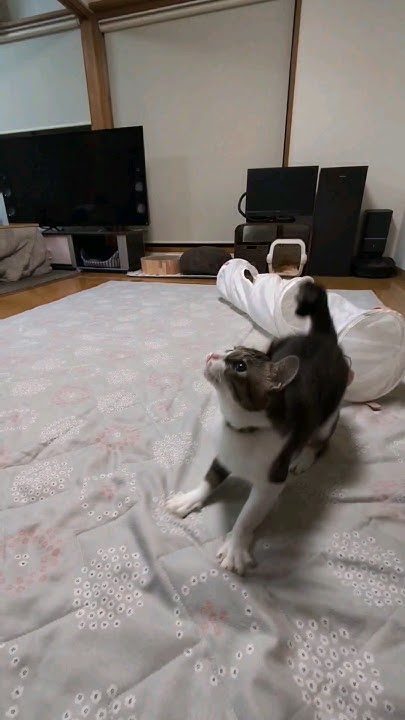 猫と遊んでみた☺ #catvideos #ねこ動画 #kakumaru - YouTube