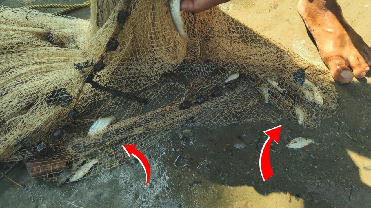 Fishing | How To Catch Big Fish By Net | Net Fishing | Fishing ...