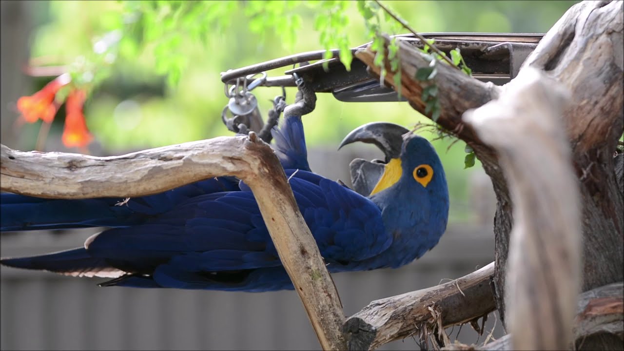 Good Morning Samson!🐦~ San Diego Zoo Safari Park ~ 11/1/2020 - YouTube