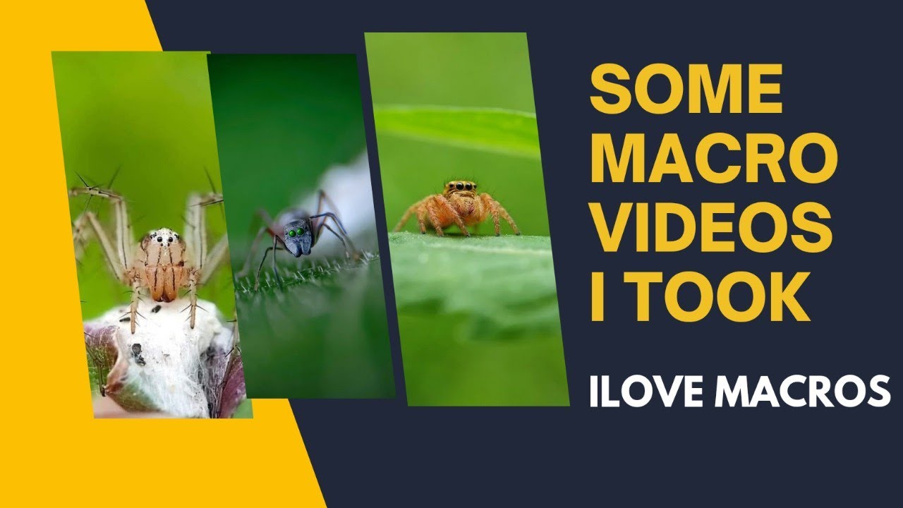 Some macro videos I took #macrophotography #macrovideo #macro #spider #butterfly #video - YouTube