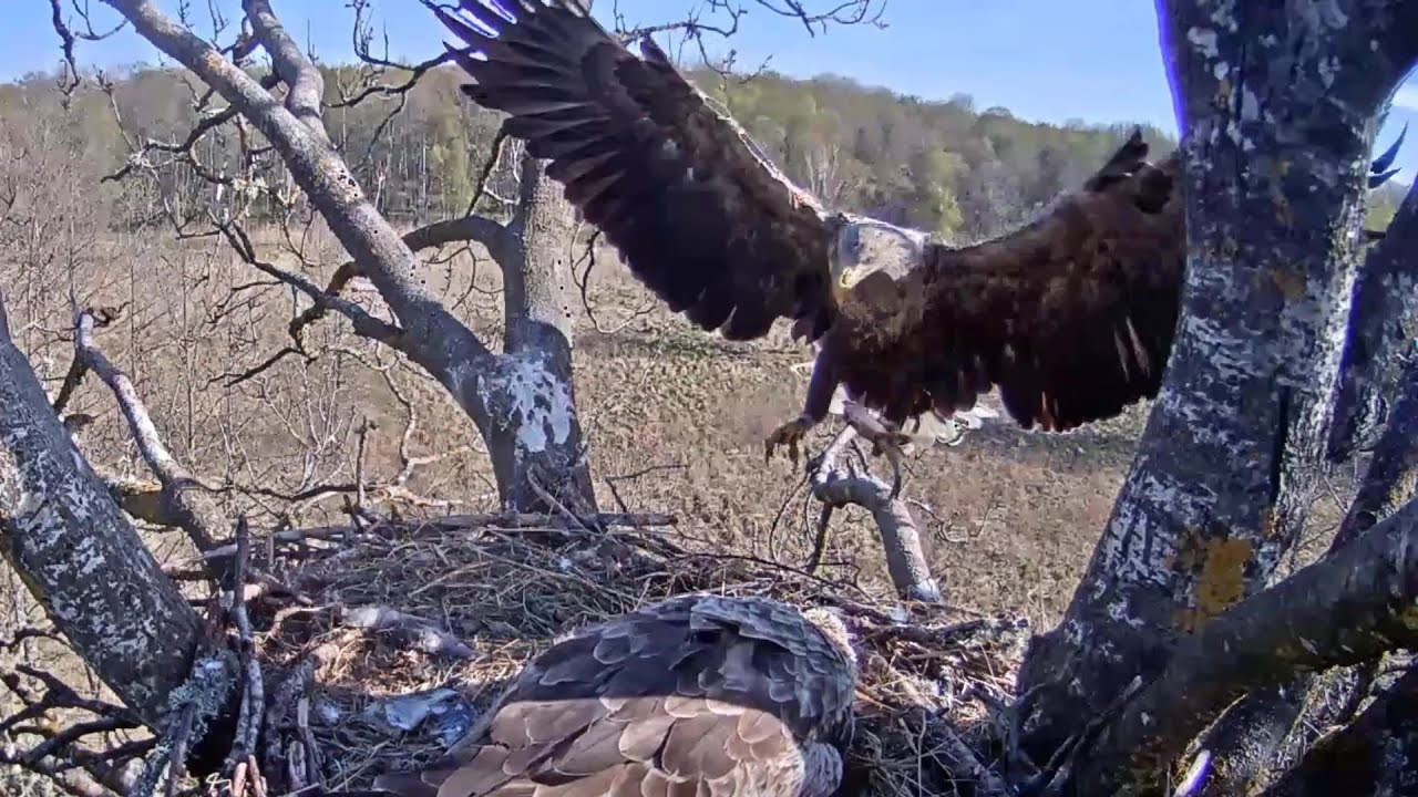 Merikotkas ::White Tailed Eagles~~Elmar brings a fish for hie family~9: ...