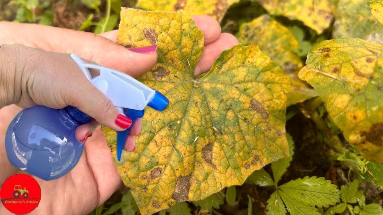 Cucumbers never get sick when you give them just 1 of these! Natural ...