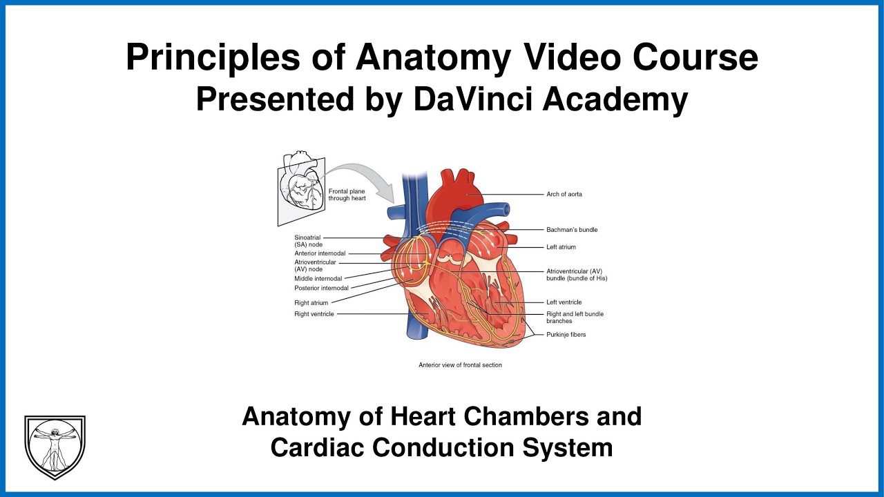 Anatomy of Heart Chambers and Cardiac Conduction System [Thorax Anatomy ...