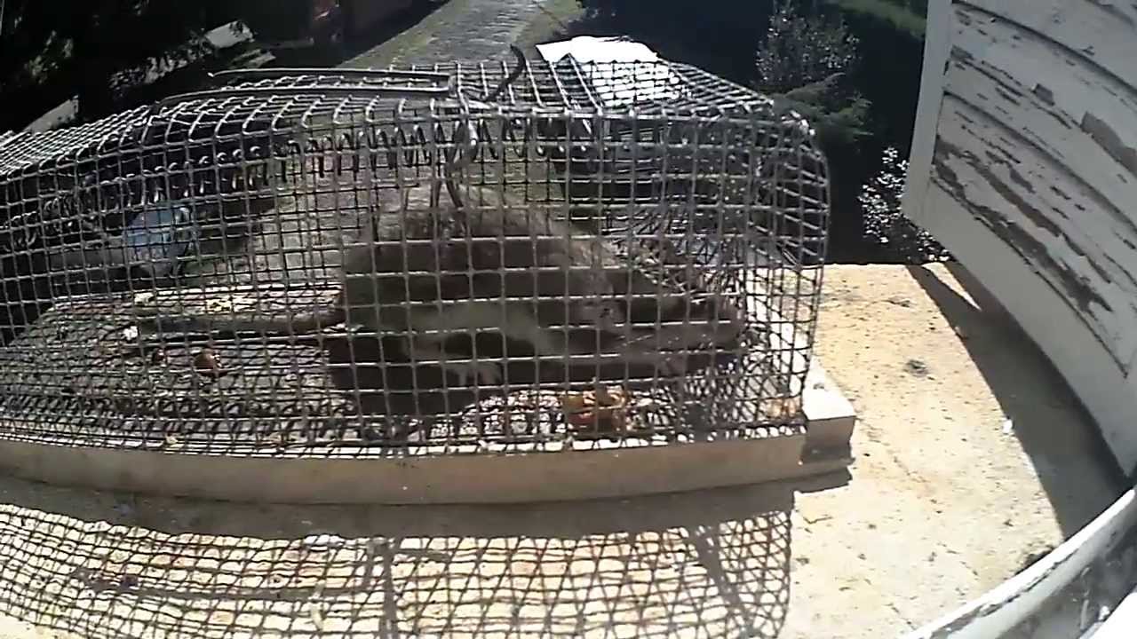Capture d'un lérot (rat fruitier) - YouTube