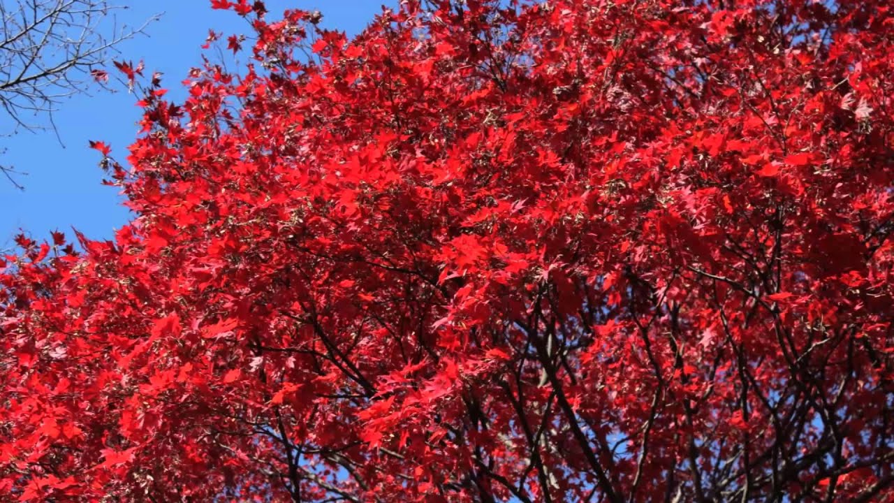 Autumn Leaves Festival BGM YouTube Autumn Leaves Festival BGM YouTube