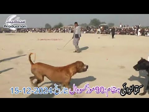 Fawad Gujjar vs 10lakhiya Kutta #dog #doglover #pakbully - YouTube