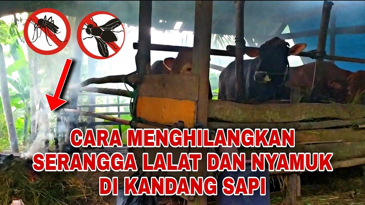 Cara menghilangkan serangga nyamuk dan lalat di kandang sapi - YouTube