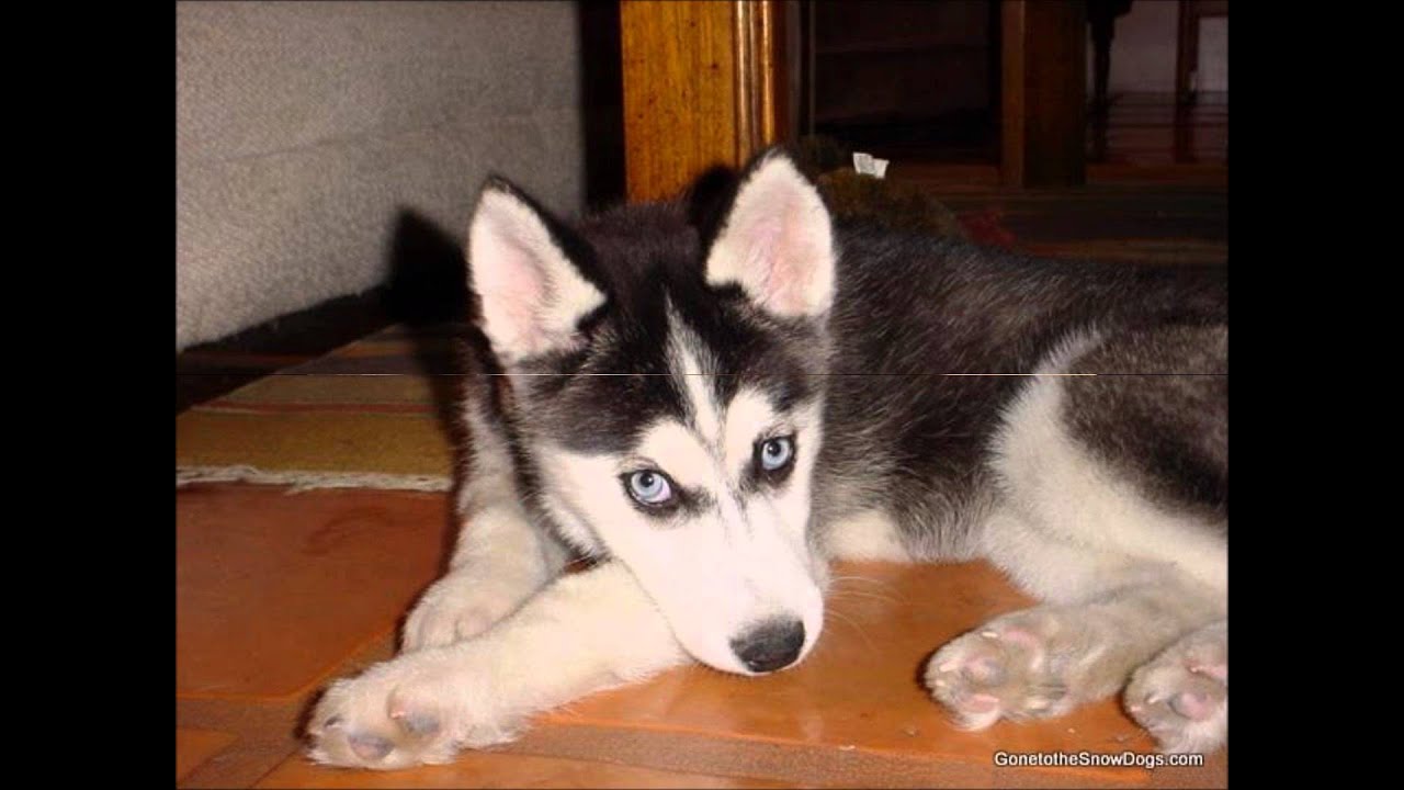 RIP Shiloh from GONETOTHESNOWDOGS - YouTube