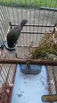 Eigen broed vogel picolet x rowtie 1e rep (pi-row) - YouTube