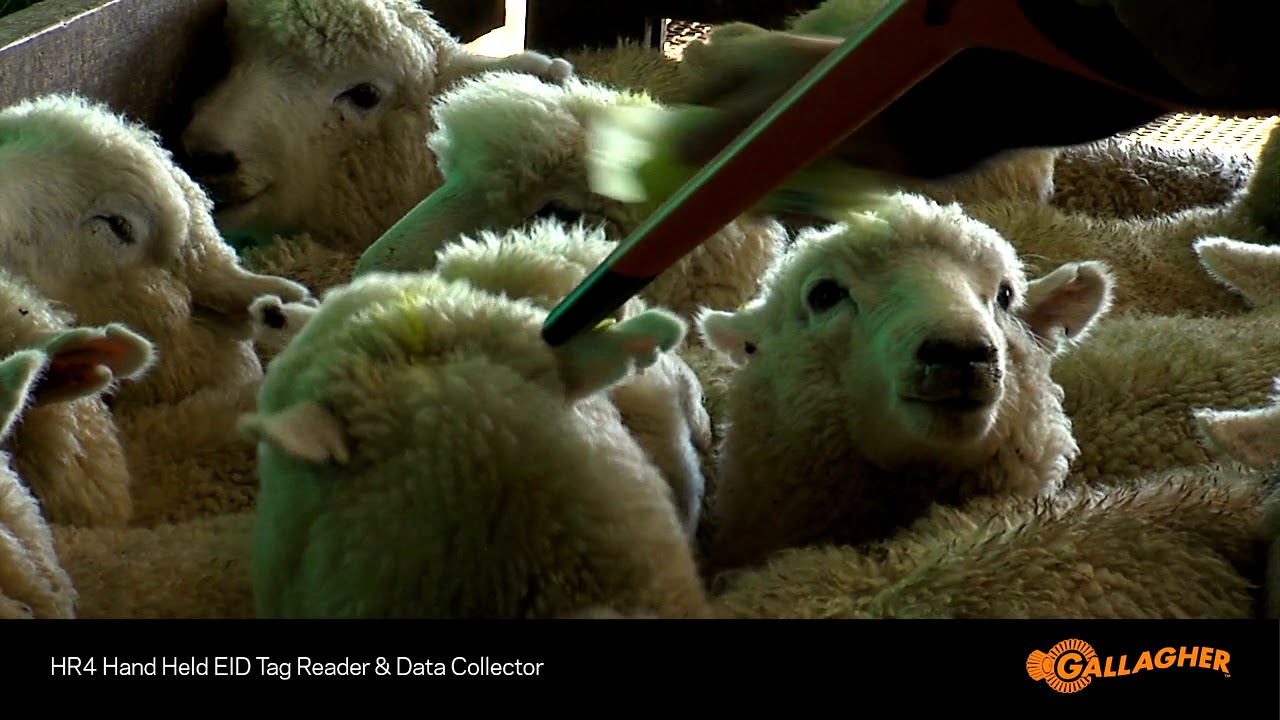 Gallagher HR4 v2 Hand Held EID Tag Reader & Data Collector - YouTube
