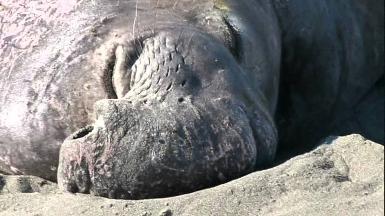 Heavily Breathing Adult Male Elephant Seals Up Close - YouTube