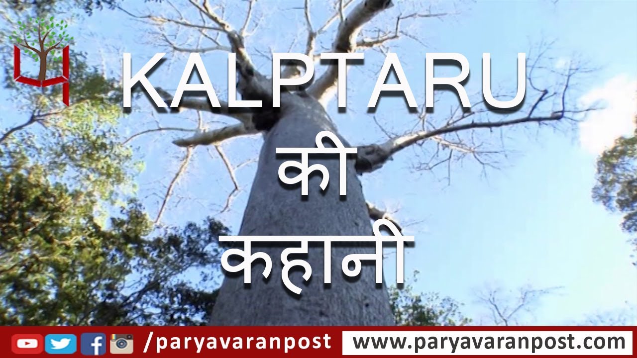 THREE KALPTARU TREE IN RANCHI - PARYAVARAN POST - YouTube