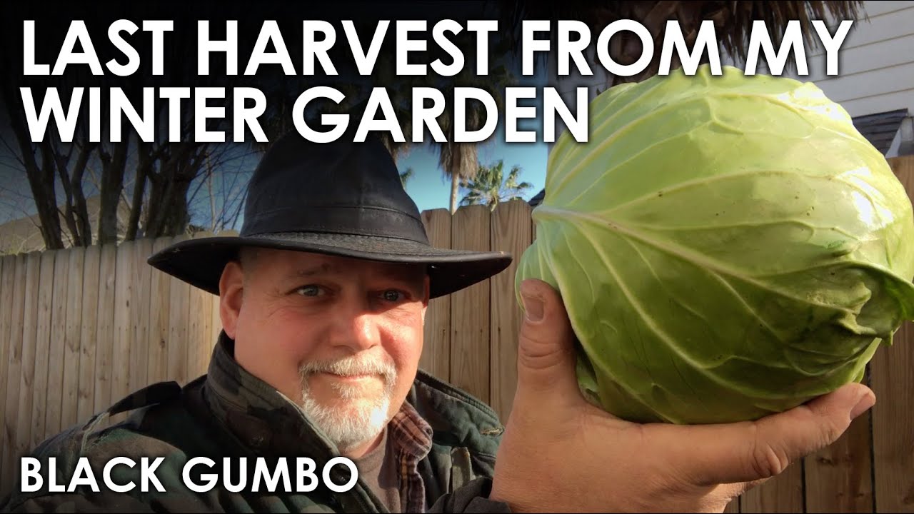 Winter Garden Cabbage Final Harvest + Future Plans || Black Gumbo - YouTube