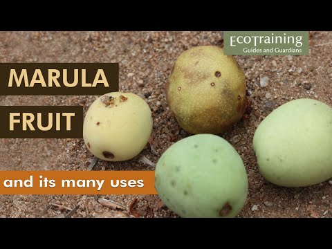 Flora Fridays: Marula | Sclerocarya birrea