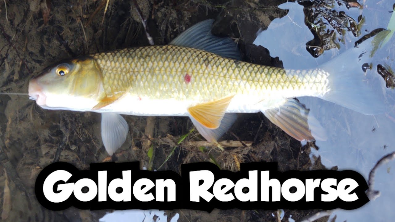Fishing for Suckers on the Root River | Golden Redhorse | Minnesota ...