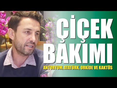 Antoryum çiçeğine nasıl bakım yapılır? Atatürk çiçeği bakımı
