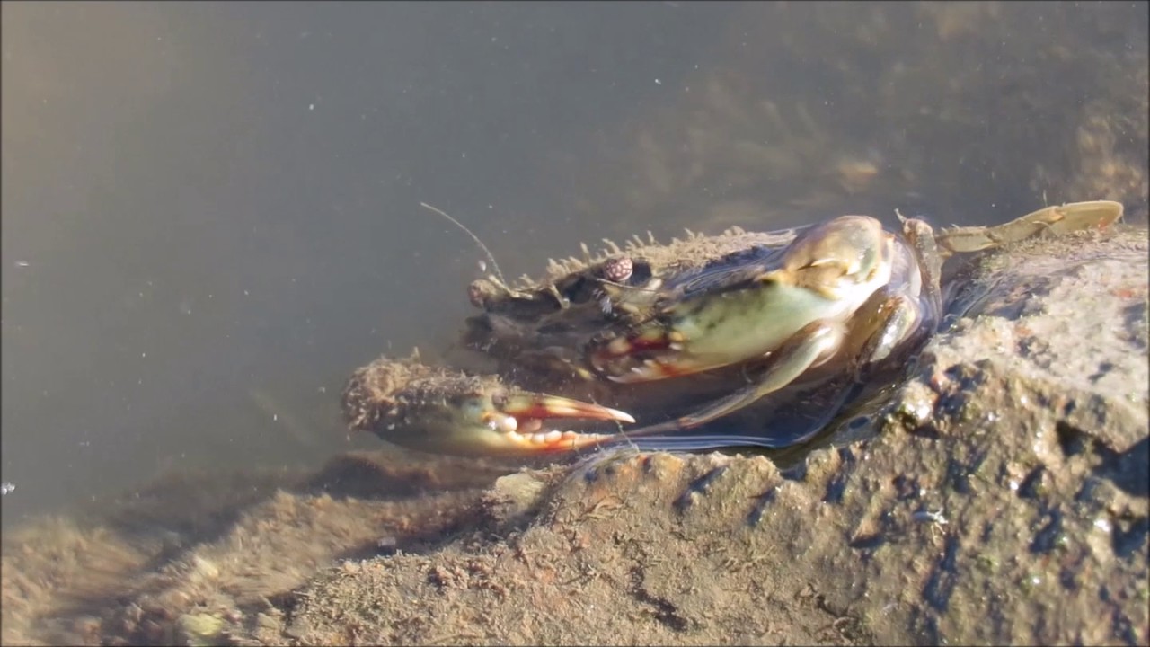 Blue Swimmer Crab Scraping Algae Off A Rock for Food - YouTube