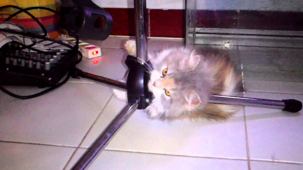 Ngintip Cewe Sexy Penari Tiang 281013 Youtube