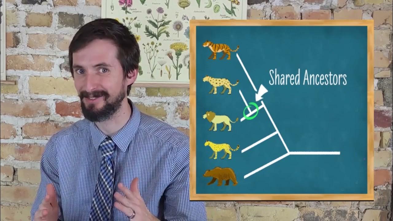 How to Read Phylogenetic Trees/ Cladograms - Very Clear Explanation ...