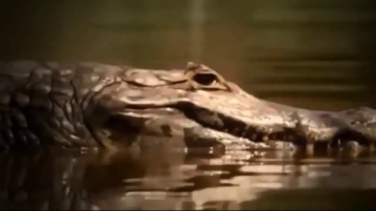 Leopard Attacks and Eats Crocodile 2018# National Geographic Animals ...